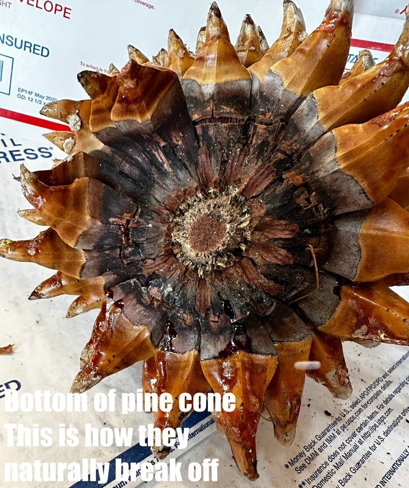 GIANT Coulter Pine Cone Extra Large Huge 12 inches | eBay