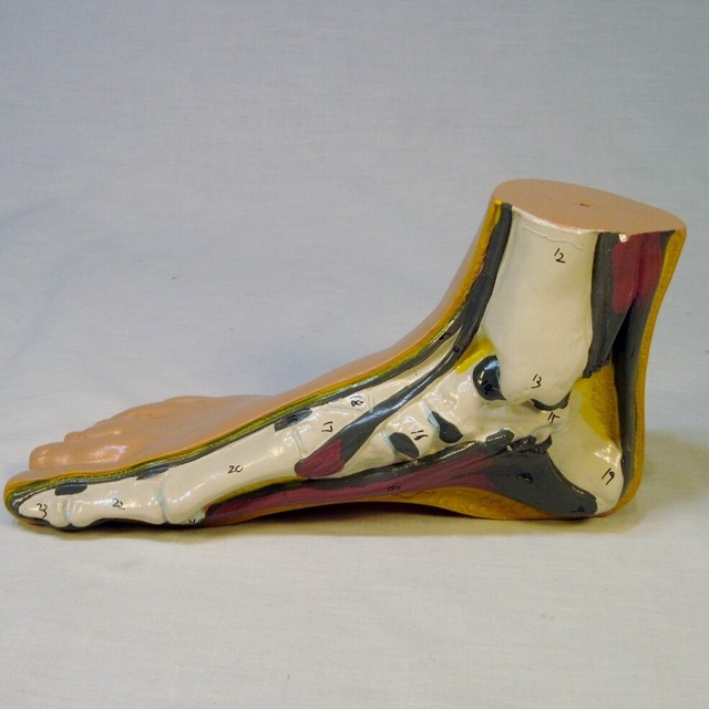 Anatomical Human RIGHT FOOT Cross Section with Bones Ligaments Muscles ...