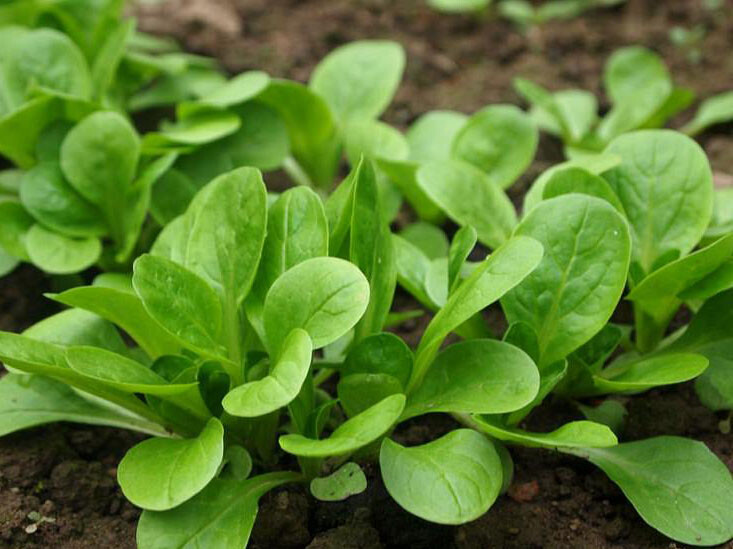 500+Dutch Corn Salad Seeds Lamb’s Lettuce Mache Locusta Herb Vegetable ...