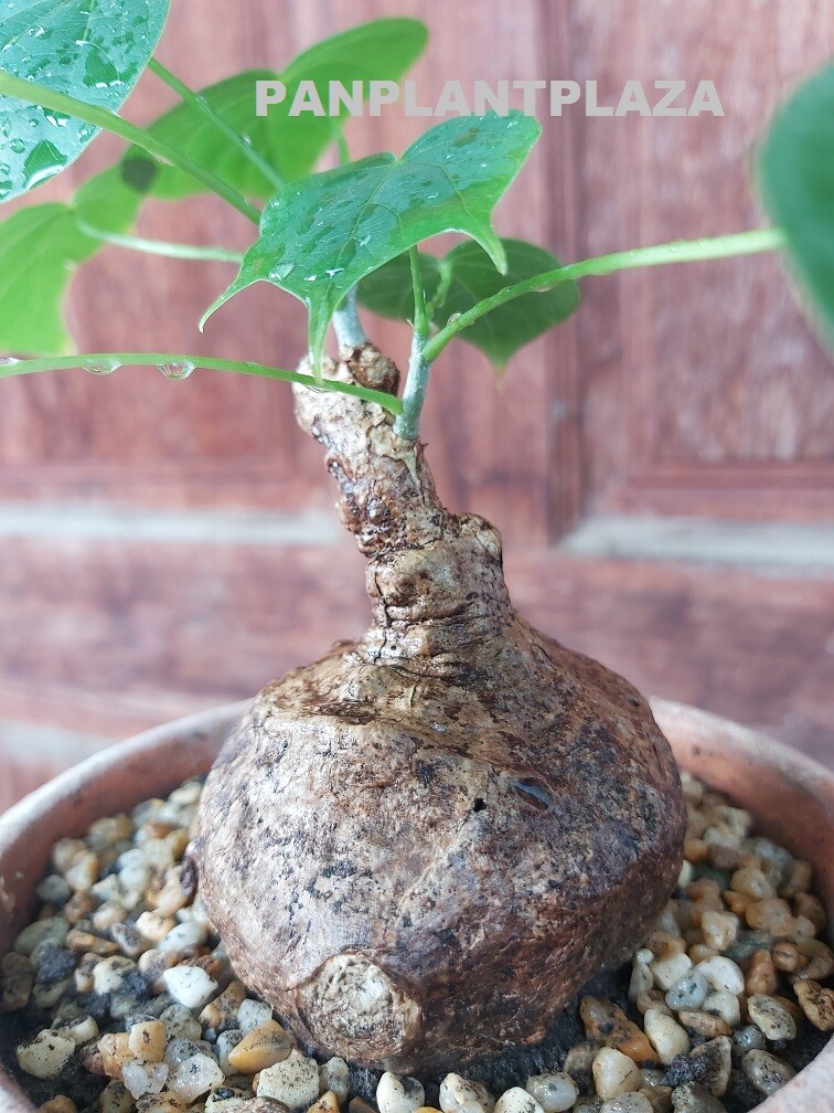 1 BULB FIRMIANA COLORATA STERCULIA PLANT TREE RARE CAUDEX SUCCULENT ...