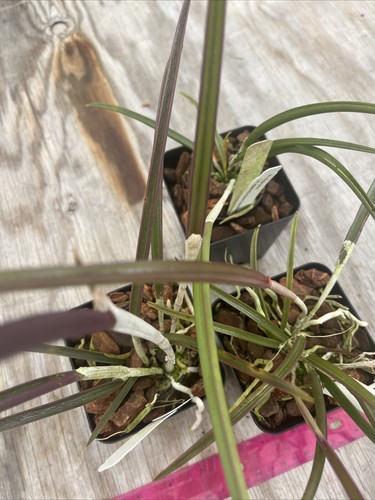 (Rcv David Sander) Rcv Digbyana X Brassovalia Appendiculata (cucullata ...