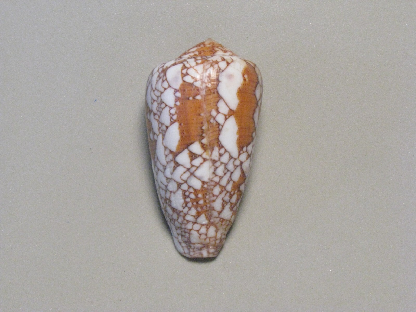 Conus pennaceus behelokensis LAUER, 1989 "BRIGHT-ORANGE VARIANT" (54 ...