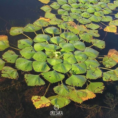 Trapa natans 5 fresh seeds. Water chestnut. Water flower seeds. Trapa ...