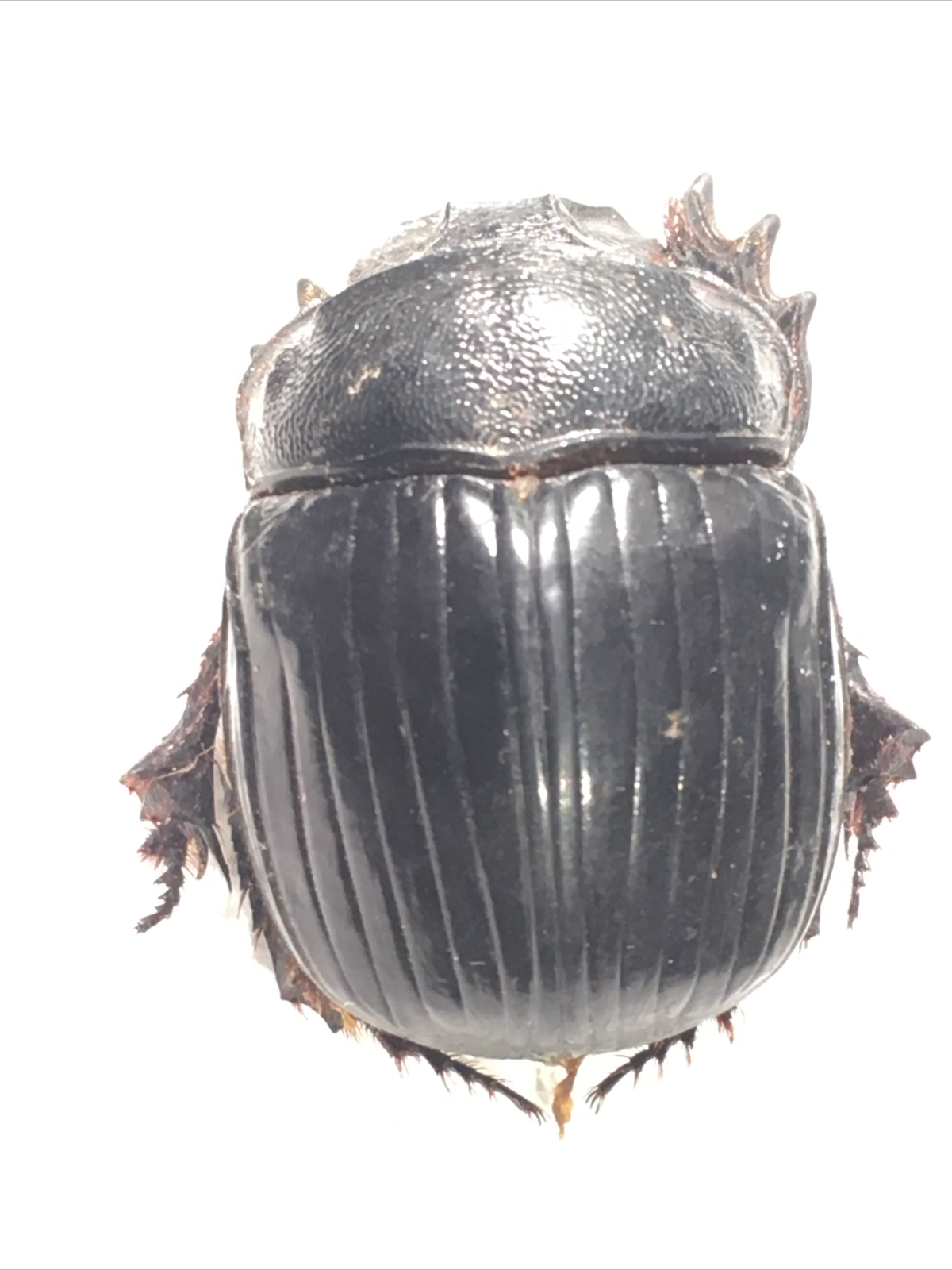 Heliocopris Pirmal Pair With Mâle XXL Over 49mm Ref 3143 | eBay