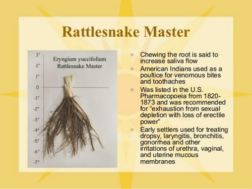 Rattlesnake Master Root dried 0.5 oz | eBay