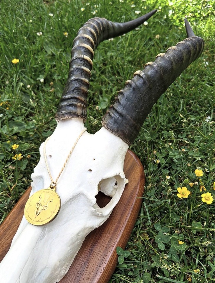 GOLD Medal Blesbok Animal Skull Horns Trophy Mounted On Shield ...