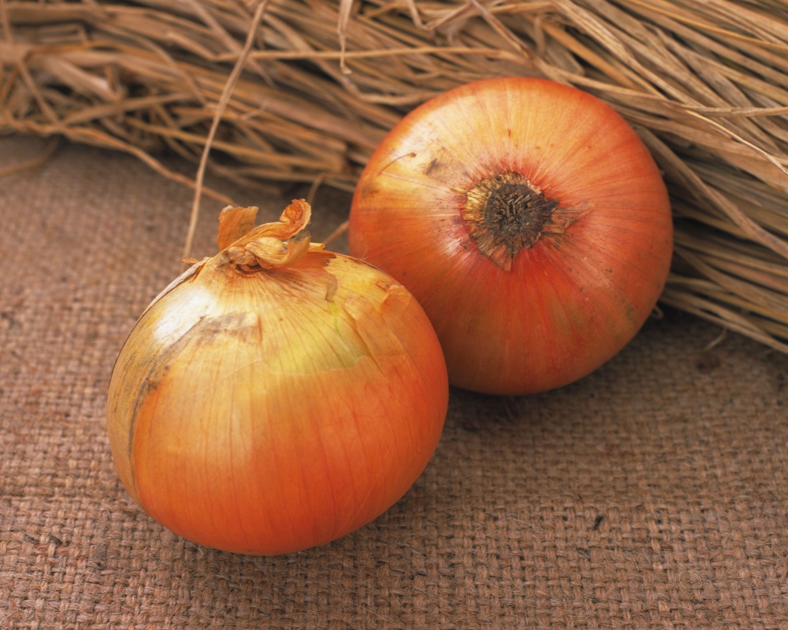 ORGANIC Red Creole Onion Seeds Heirloom USA Produced seed & other onion ...