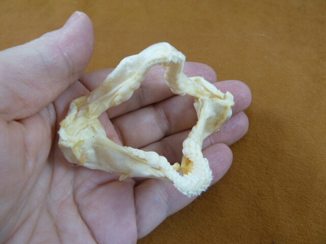 (sj500-40) 2-7/8" Zebra Bullhead SHARK jaw sharks jaws teeth ...