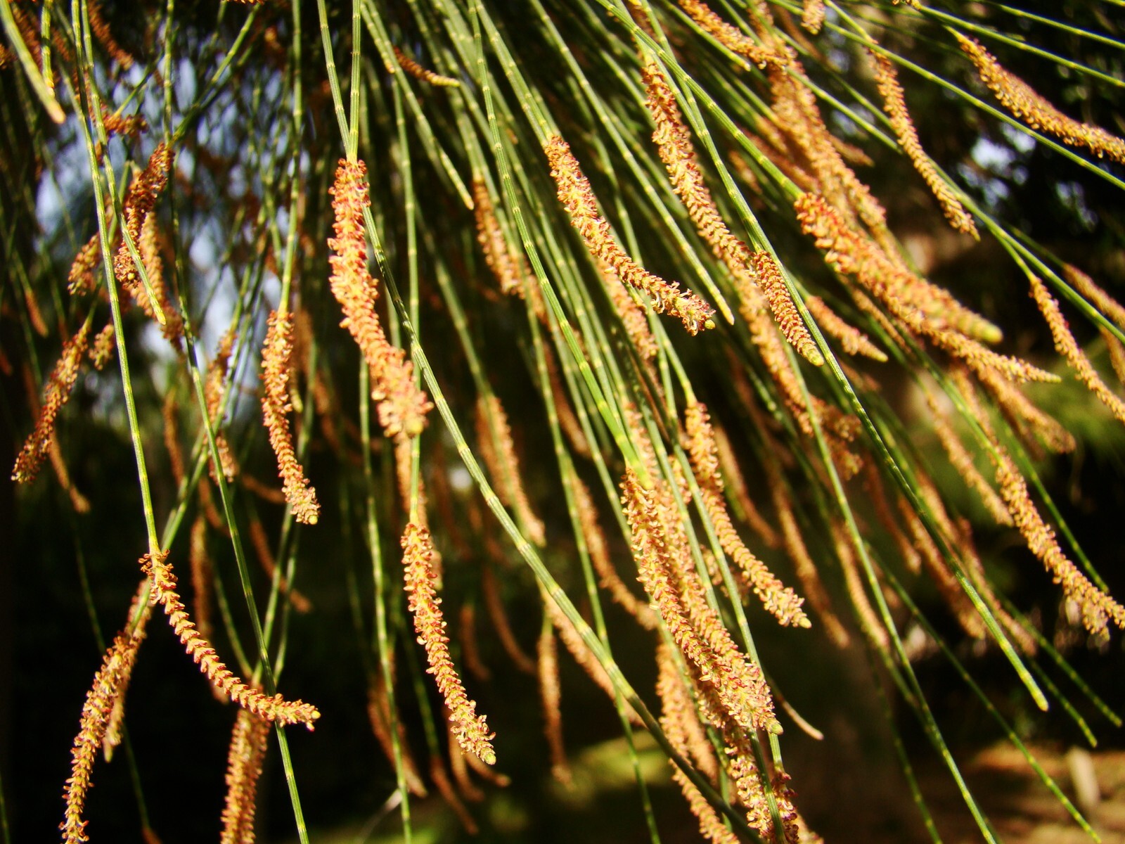 Casuarina equisetifolia AUSTRALIAN PINE, SHE OAK red flowers soft ...