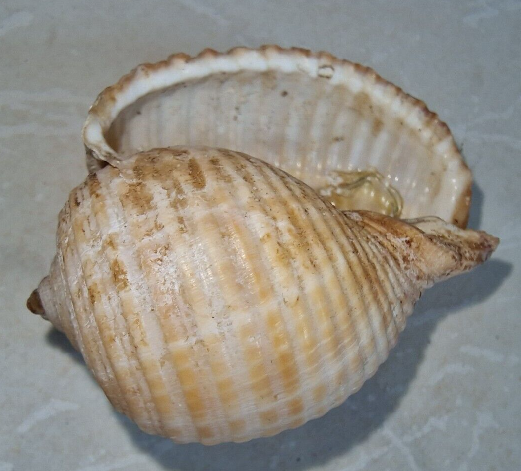 Tonnidae Family Tonna Galea sea shell also know as Tun Shell Biggest we ...