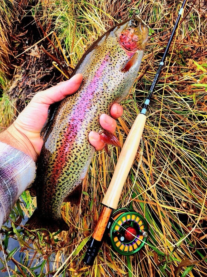 Fly Rod Combo 6 1/2ft 1wt IM8 Carbon Fiber W/fully Loaded Reel & case ...