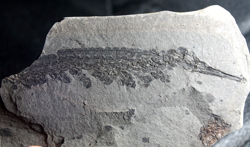Syngnathus sp - Oligocene fossil fish | eBay