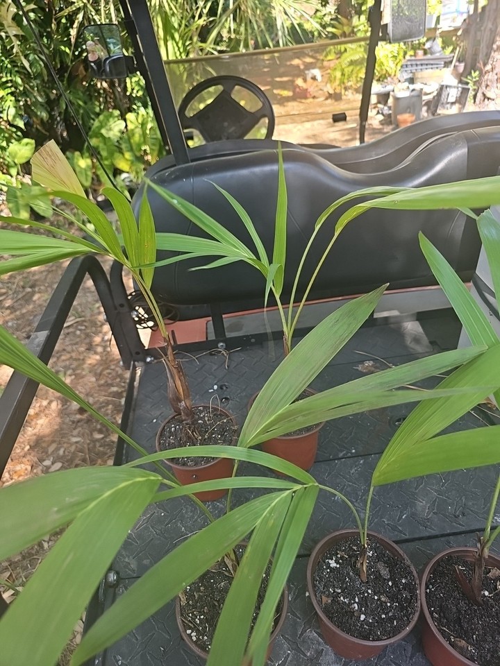 Christmas Manila palm seedlings live Plant Florida grown 22" Adonidia ...