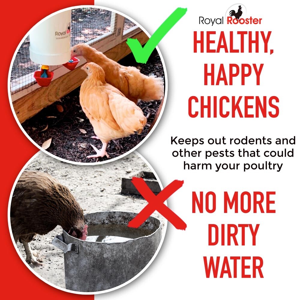 ROYAL ROOSTER Lubing Drinker Cup Poultry Chicken Waterer Nipple - 4 ...