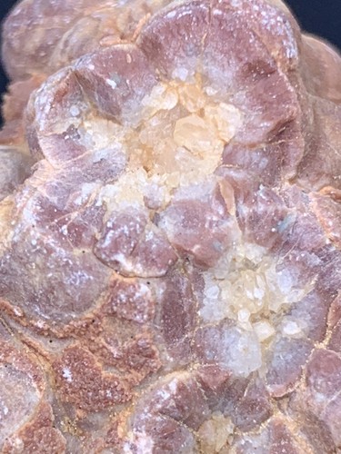 Hyena Coprolite ( Petrified Hyena Poop ) | eBay