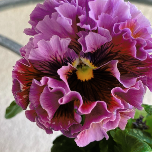 150+ Pansy Seeds (Viola) - Fragrant, Flower Seeds, Annual Seeds, Garden ...