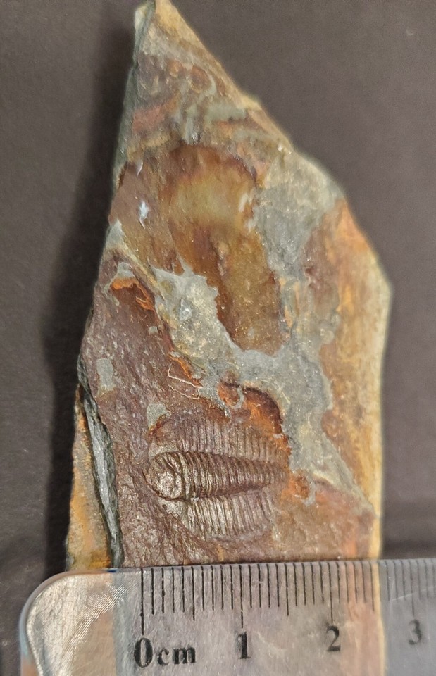 trilobite: A nicely preserved example of an Olenus trilobite from Wales ...