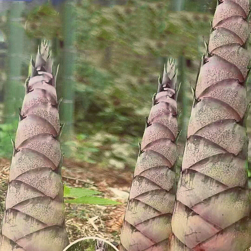 100pcs/bag Giant Green Moso Bamboo Seeds Edible Bamboo shoots Garden ...