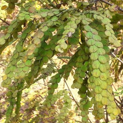 Phyllodium Pulchellum - 10 Seeds - Tropical Medicinal Plant | eBay UK
