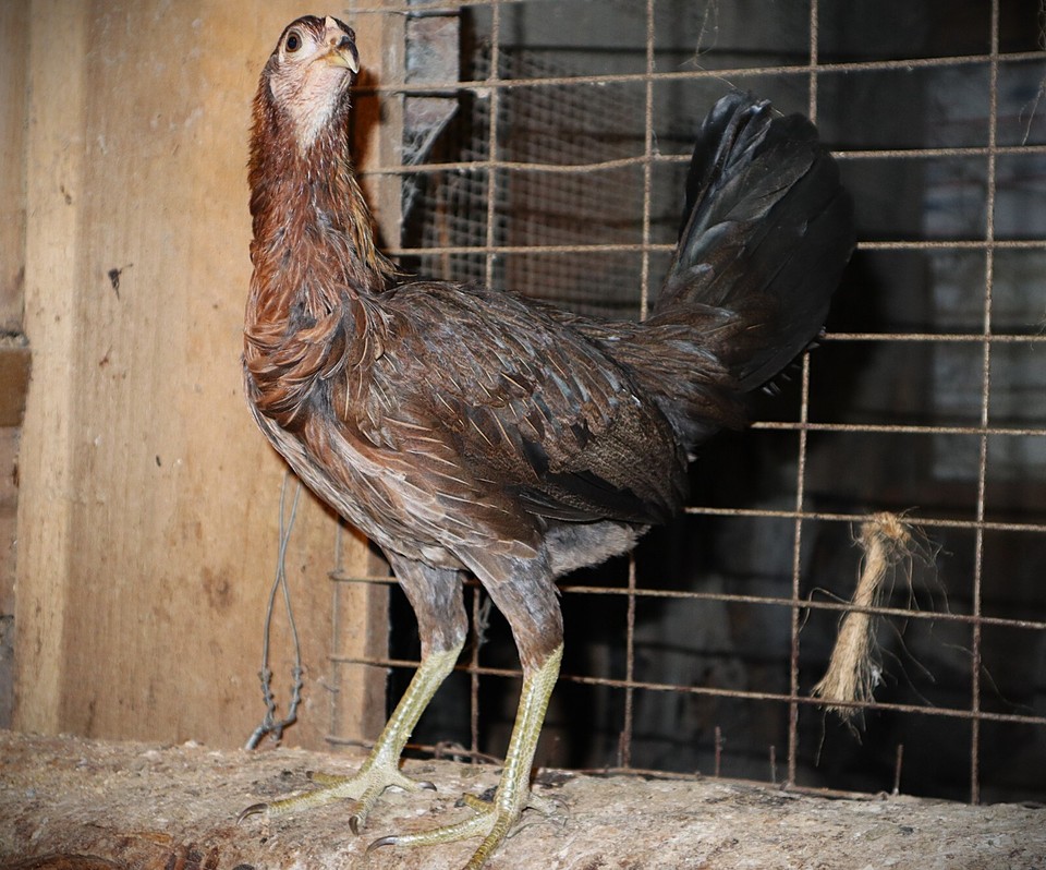 6 Pure High Noon Leiper Gamefowl Eggs | eBay