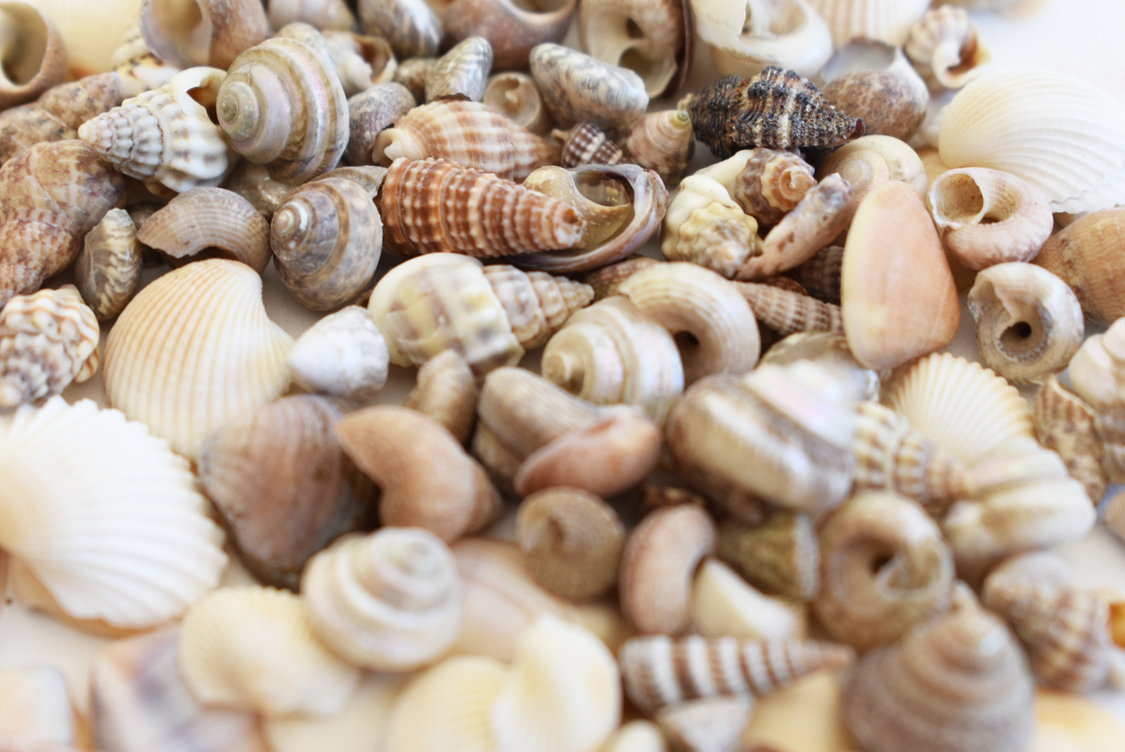 8 oz (700+) Tiny Indian Ocean Micro Shells 1/4-5/8" Beach Wedding ...