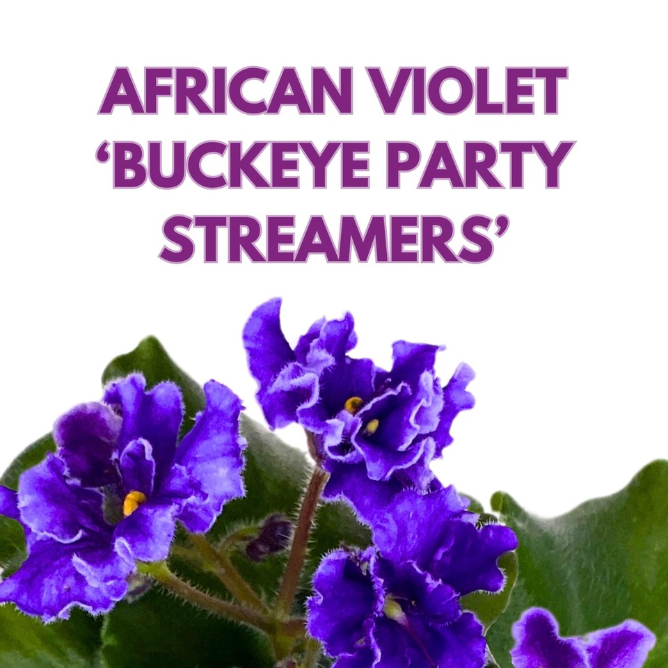 Harmony Foliage Buckeye Party Streamers African Violet Saintpaulia 4 ...
