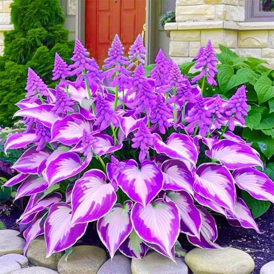 200+ Hosta Seeds Heart-Shaped Hosta Bare Roots - Rich Foliage, Heart ...