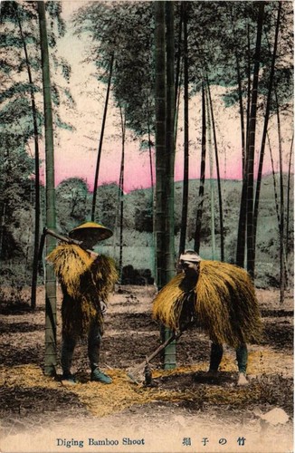 PC CPA Diging Bamboo Shoot JAPAN (a8513) | eBay.de