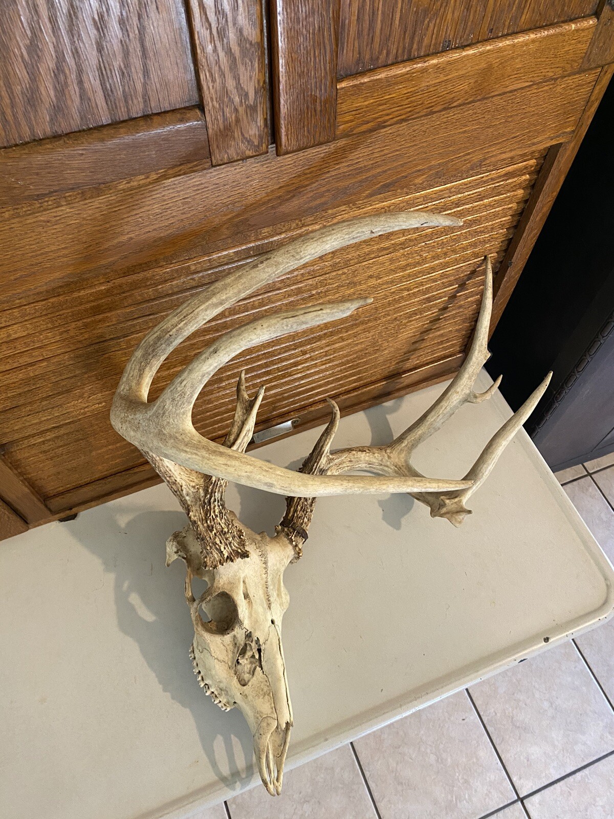 WICKED GIANT WHITETAIL DEER SKULL RACK ANTLERS DISPLAY TAXIDERMY #112 ...