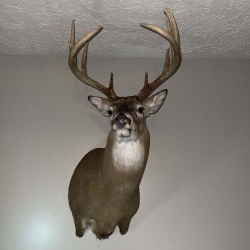 Whitetail Deer Head Shoulder Mount Taxidermy Hunt BUCK Rack 10 Point ...