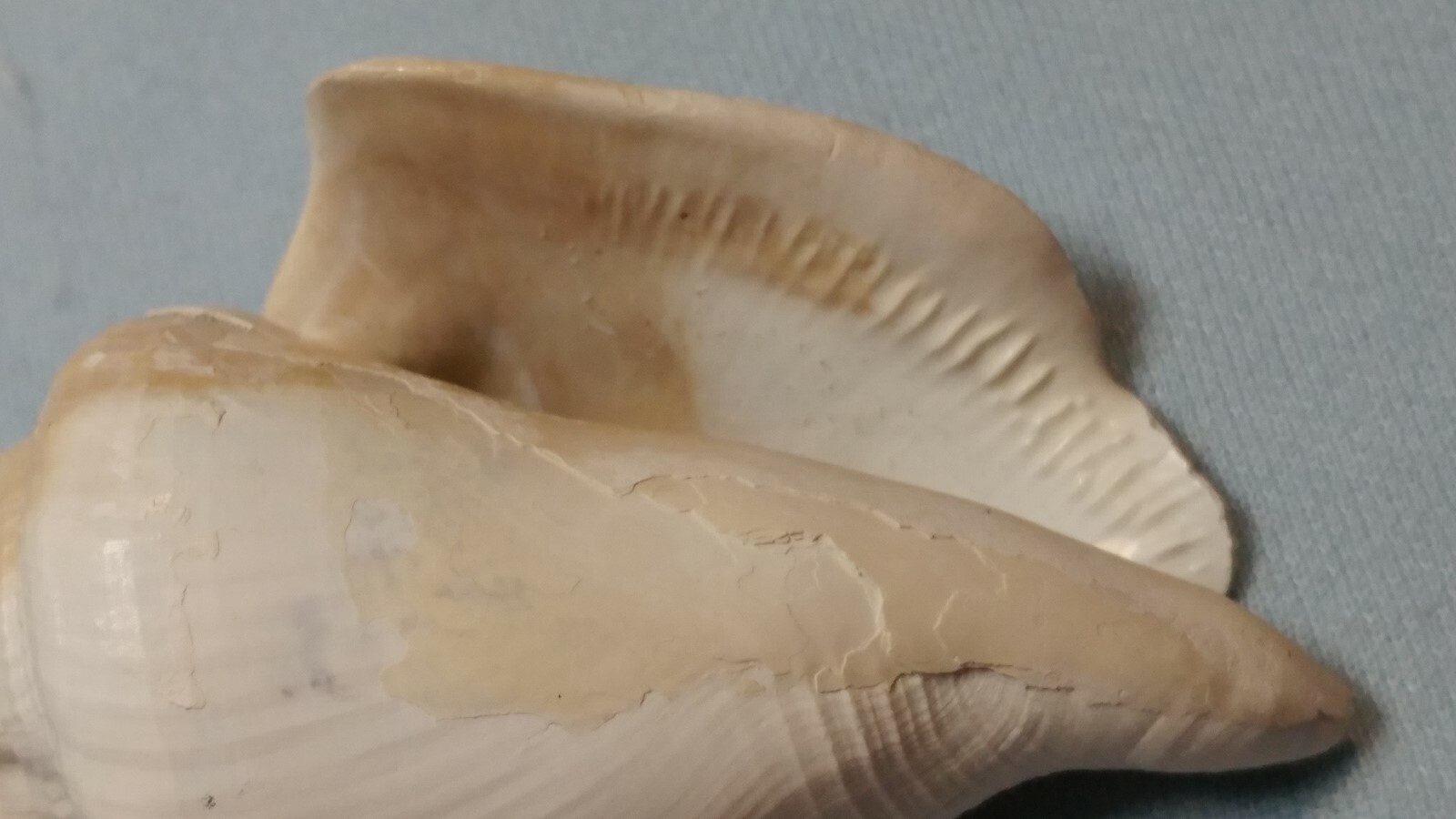 Rare FOSSIL CONCH SHELL from FLORIDA - Strombus erici | eBay