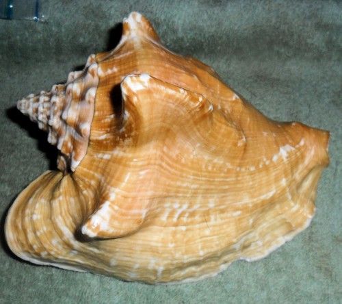 SS RFM 79317 Haiti Strombus costatus 135.7mm with operculum F+ Port au ...
