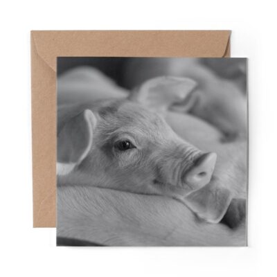1 x Blank Greeting Card BW - Adorable Pink Piglet Farm Pigs #41500 | eBay