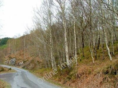 Photo 6x4 Birch woods Achnacarry By the side of the minor road on the ...