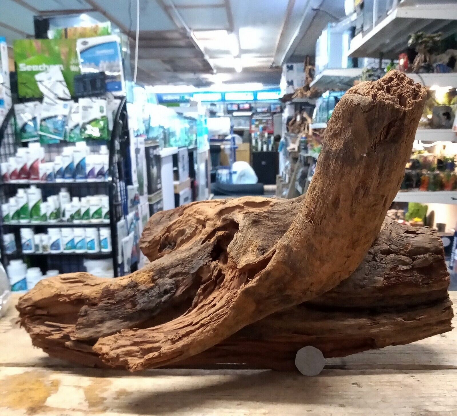 Large Mangrove 42-51cm Root Bogwood Driftwood ideal for aquariums ...