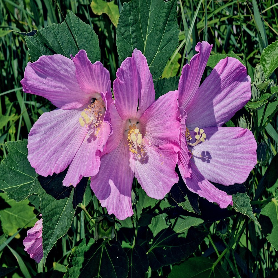 20 Pink Swamp Mallow Rose Seeds "LARGE FLOWER" Hardy Hibiscus Fast ...