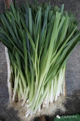 Chinese Garlic Sprouts Organic 250+ Seeds (蒜苗） | eBay Australia