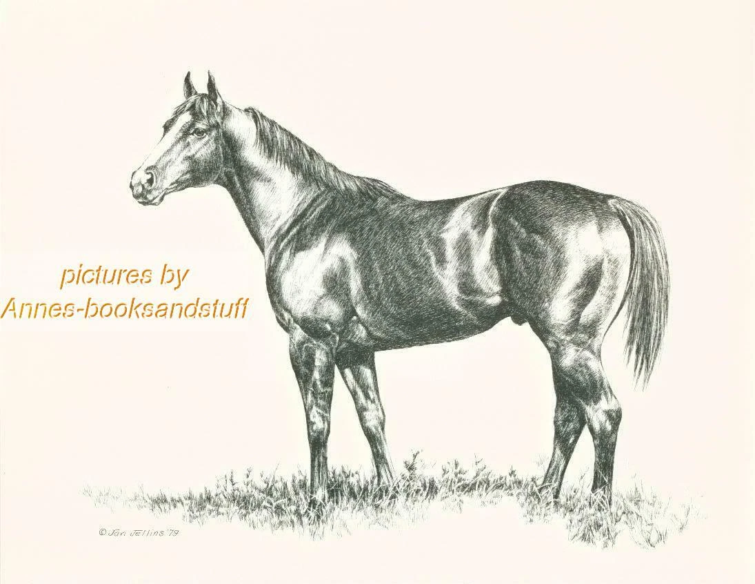 Quarter Horse Drawings