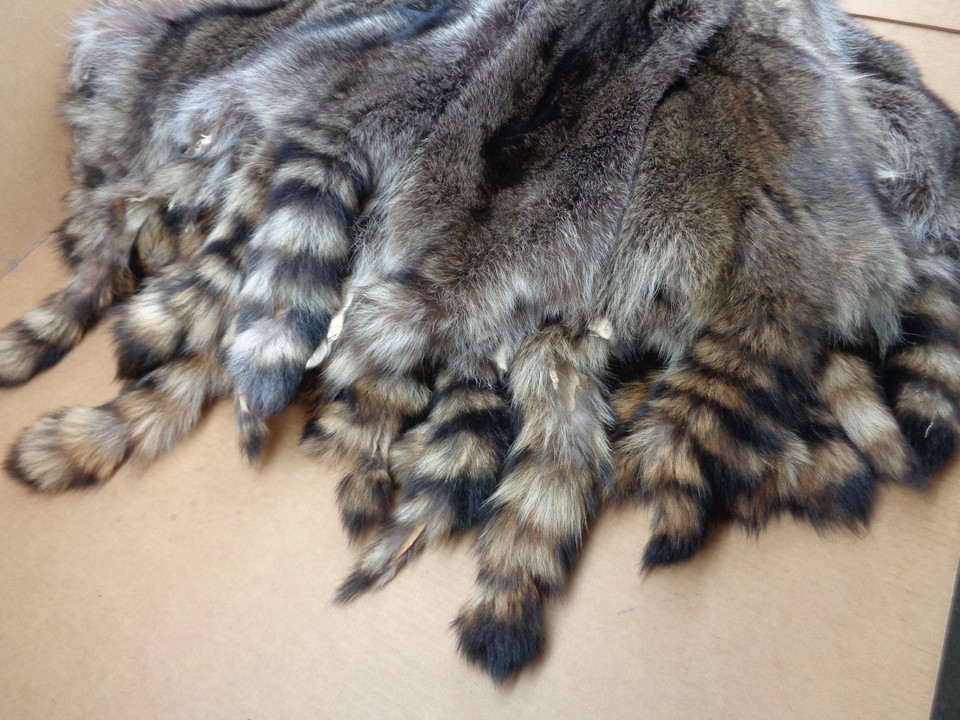 Professionally Tanned Slt Damage XXXL Raccoon/Coon Hides/Furs/Taxidermy ...