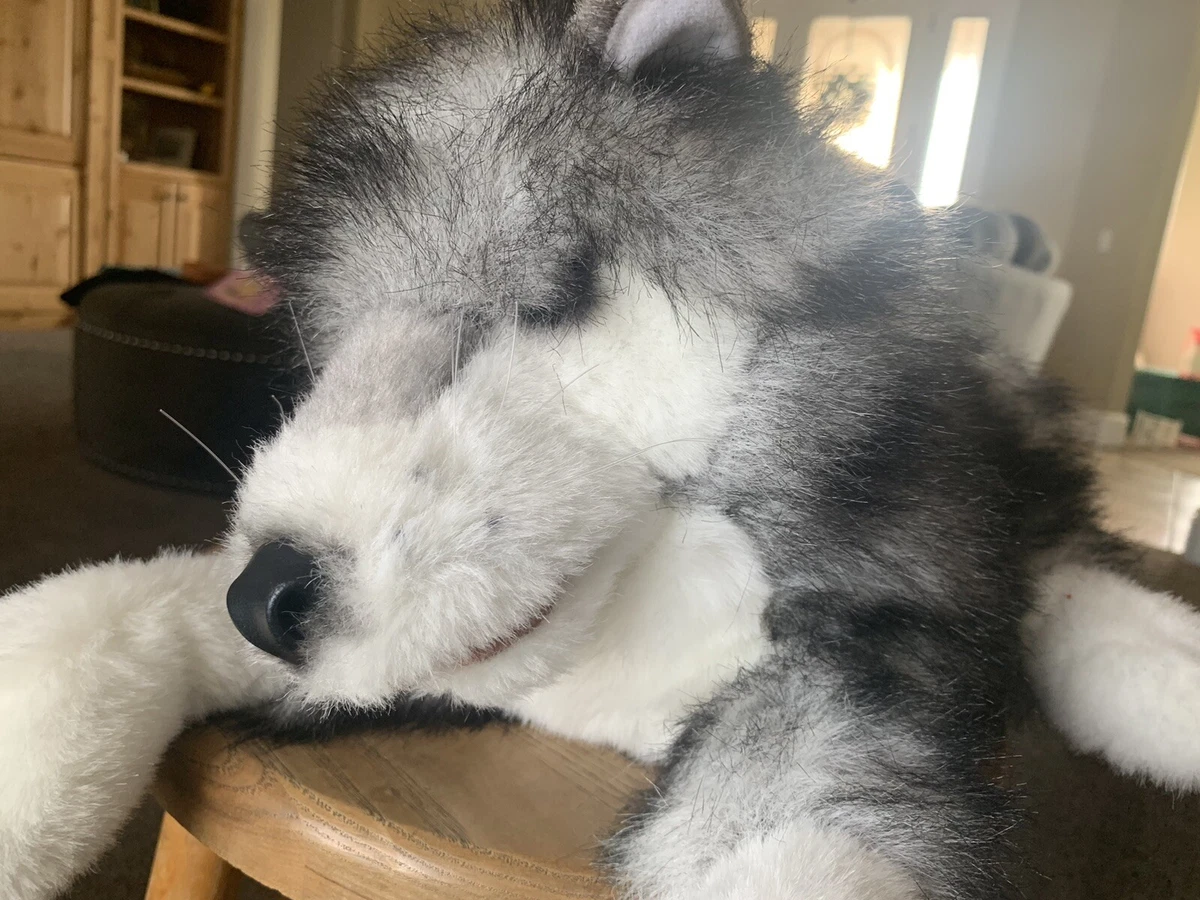 All White Timberwolf Dog Alaskan Siberian Husky And Wolf Mix Timber