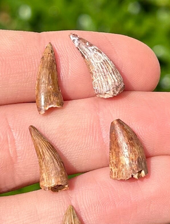 Fossil Phytosaur Teeth LOT OF 5 Redondasaurus Triassic Dinosaur New ...