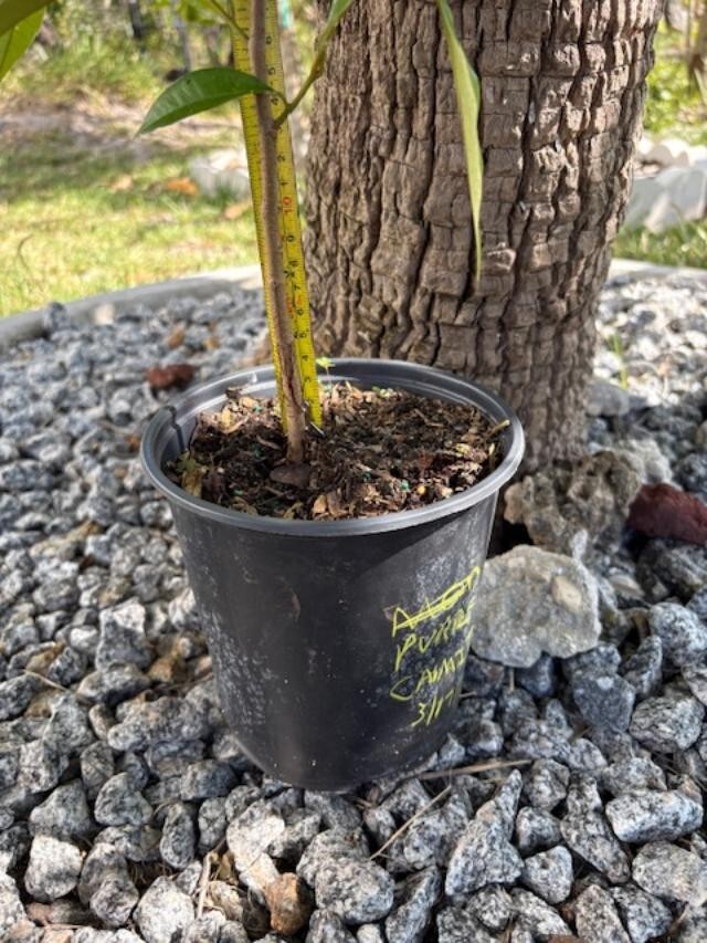 2 YO PURPLE STAR APPLE SEEDLING (CHRYSOPHYLLUM CAIMITO ) NOT GRAFTED | eBay