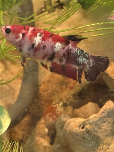 Live Betta Fish Female Large Copper Red Galaxy Koi HMPK Plakat USA | eBay