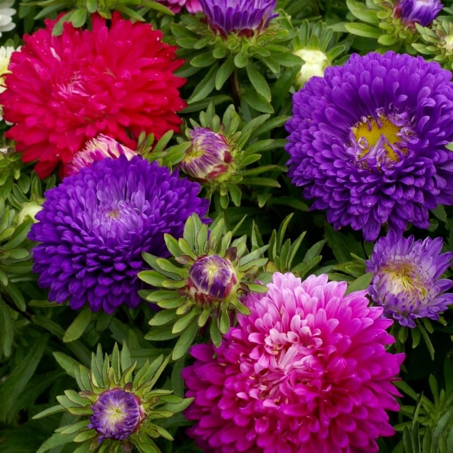 1000+ Perennial Aster Flower Seeds for Planting Outdoors-Rainbow Flower ...