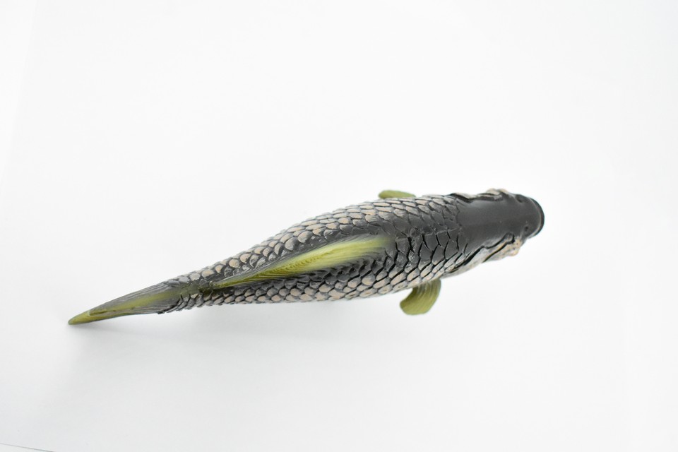 Fish, Crucion Carp, Realistic Toy Figure, Model, Educational 6.5" CH375 ...