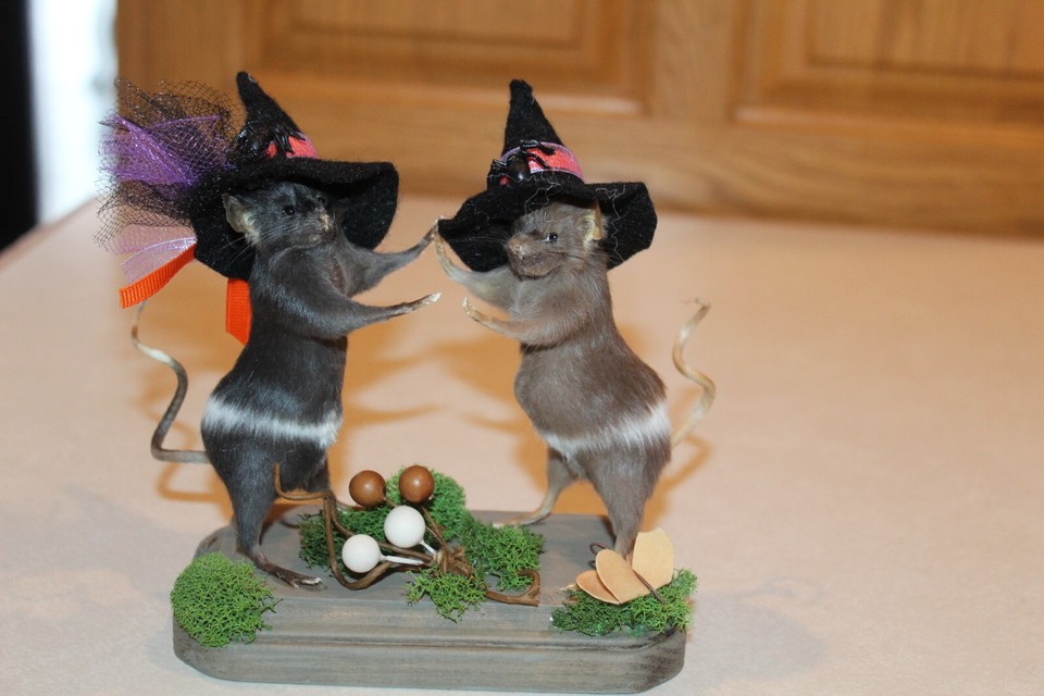 Taxidermy Witch Real Mice Mouse Mount Novelty Halloween Chipmunk Log ...