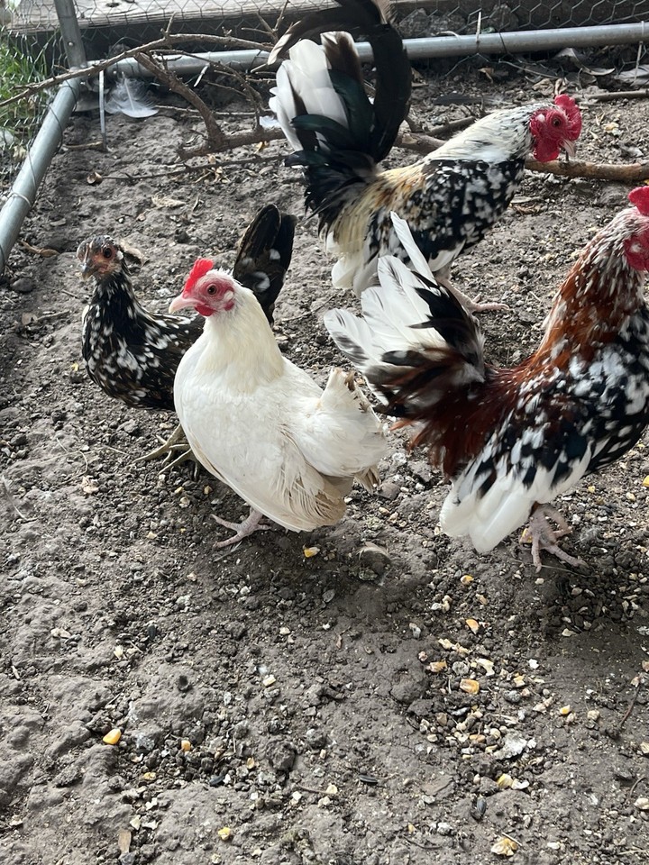 Serama Hatching Eggs | eBay