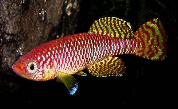 Killifish for sale >> killi.co.uk