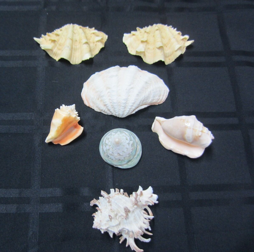 Mixed Lot Sea Shells Green Spiral Pyramid Murex Ramosus Conch Clams | eBay