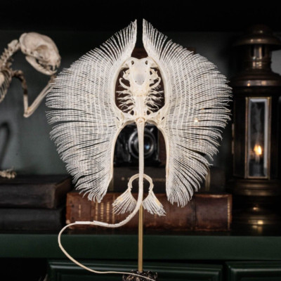 Real Stingray Skeleton, fish taxidermy, Stingray barb, Manta Ray ...